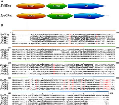 Two Globin Coupled Diguanylate Cyclases Consist Of Three Domains A Download Scientific