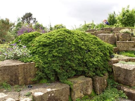 فروش کاج جونی پروس صخره ای ستاره ای