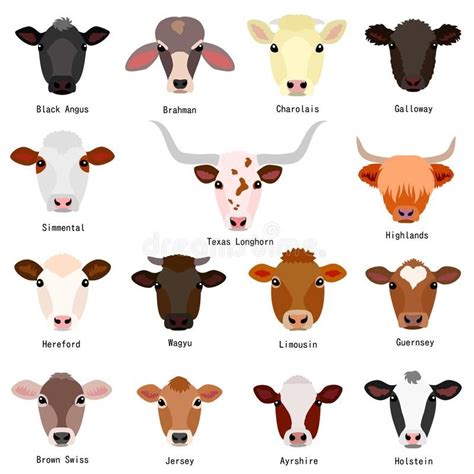 Cattle Chart With Breeds Name Stock Illustration Fluffy Cows Cute