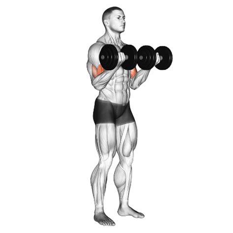 Dumbbell Alternating Bicep Curl 2025 Video Guide And Expert Tips