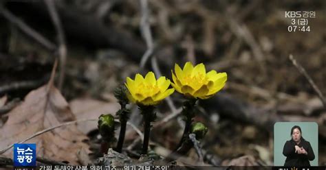 설악산에 복수초·변산바람꽃 등 봄철 야생화 개화