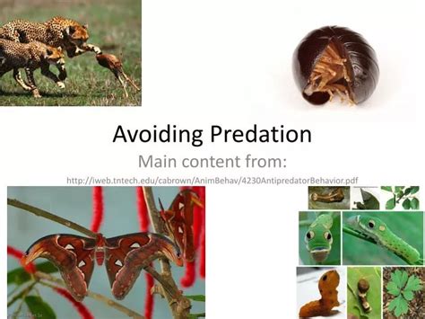 Ppt Avoiding Predation Powerpoint Presentation Free Download Id2242024