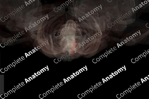 Semispinalis Muscles Left Complete Anatomy