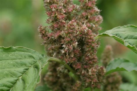Amaranthus Retroflexus Amaranth