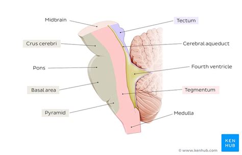 Tectum And Tegmentum Anatomy Structure And Function Kenhub