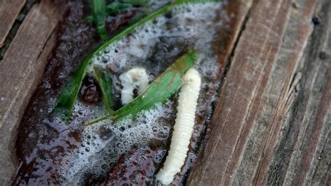 Паразиты кошек картинки и фото Koshka Top