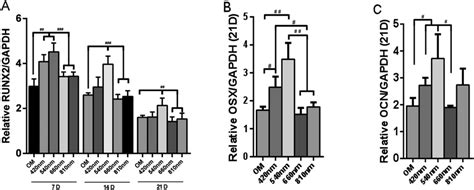 Quantitative Evaluation Of Mrna Levels Via Real Time Pcr Of Runx2 A