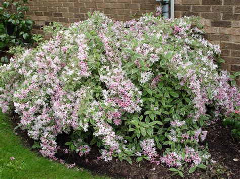 Вейгела Variegata