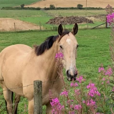 Mature Asian Lesbian Xhamster