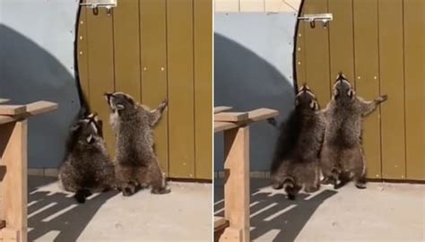 밖에 나가고 싶었는지 문앞에 서서 어떻게 해서든 손잡이 잡아 열려고 폴짝 뛰는 너구리들