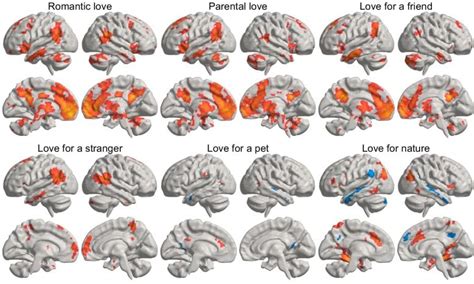 Neuroscience Surprise Different Types Of Love Light Up Different Parts Of The Brain