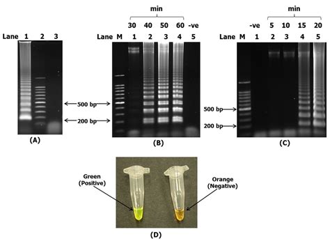 Gel Electrophoresis Of The Lamp Assay And Visualization With Sybr Green Download Scientific