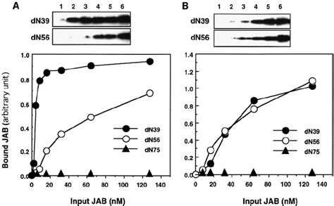 Properties Of Binding Of Jab Proteins To Jh1 And Py1007 Phosphopeptide