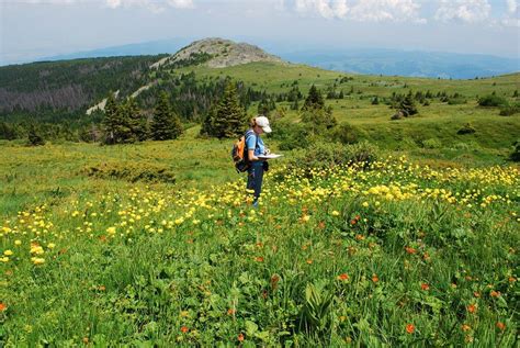 Преброяване на планински крем и витошко лале в резерват Бистришко бранище в ПП Витоша