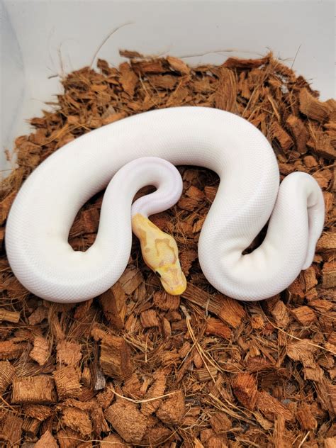 Banana Enchi Spider Pied Ball Python By Morph Jungle Morphmarket