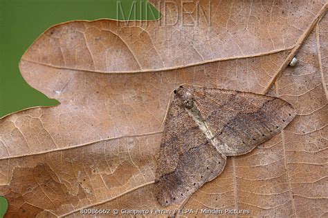 Dotted Border Stock Photo Minden Pictures