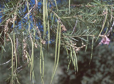 Desert Willow Tree Seeds