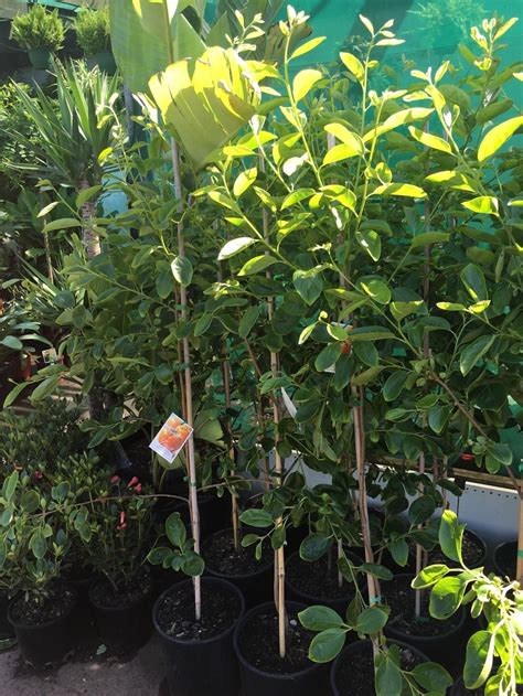 Persimmon Fuyu Westlake Nursery