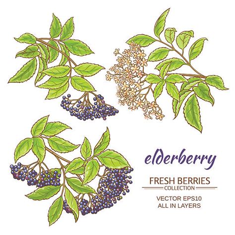 Elderberry Illustrations Royalty Free Vector Graphics And Clip Art Istock