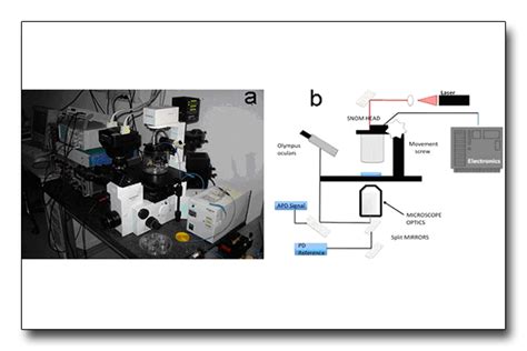 Scanning Near Field Optical Microscopy Snom