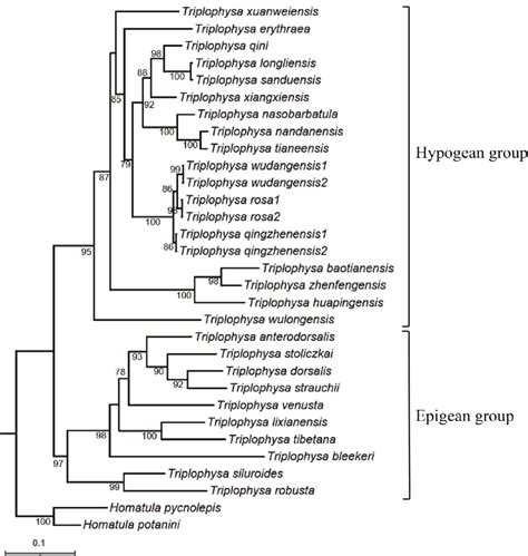 maximum likelihood tree derived from cytb gene sequences of 26 species