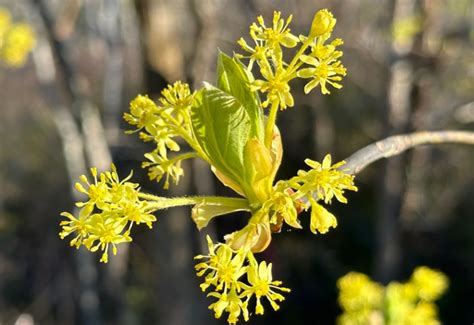 Sassafras Tree History Leaves Flowers Bark Pictures Identification Guide American Gardener