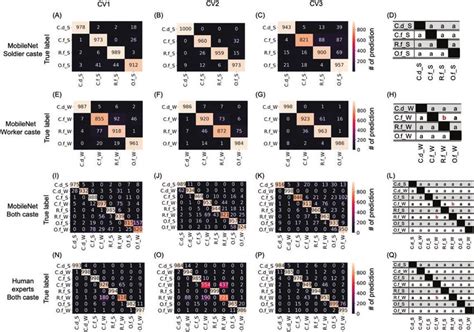Termite Pest Identification Method Based On Deep Convolution Neural