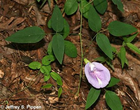 Clitoria Butterfly Pea