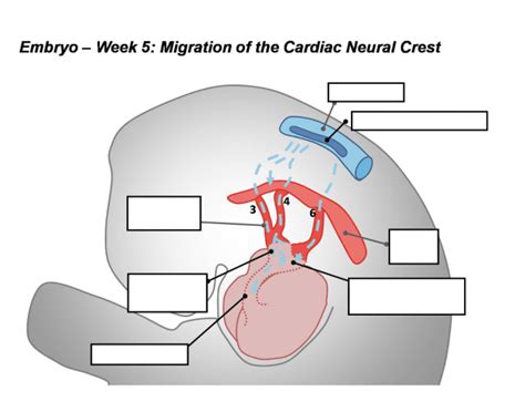 Migration Of The Cardiac Neural Crest Quiz