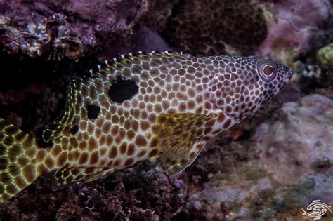 Four Saddle Grouper Facts And Photographs Seaunseen