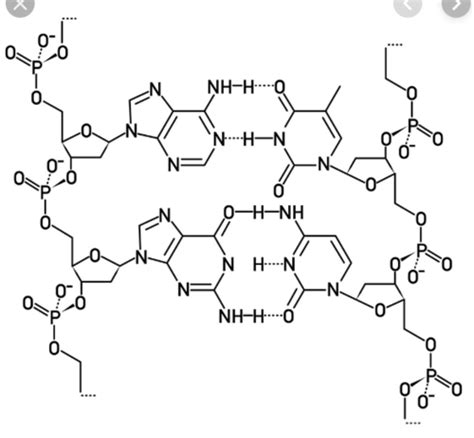 Molecules Flashcards Quizlet