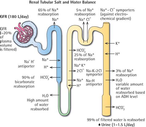 Renal Physiology Abdominal Key