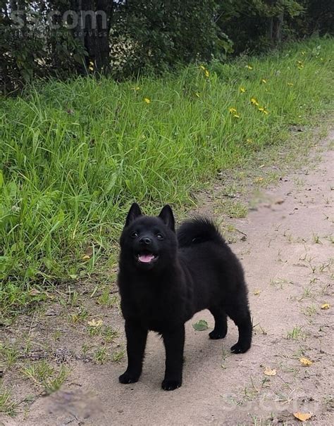 Sscom Suņi Kucēni Šiperke Cena 850 € Piedāvāju ļoti šķirnīgu