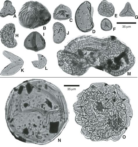 Some Pteridophyte And Bryophyte Spores And Gymnosperm Pollen Recovered Download Scientific