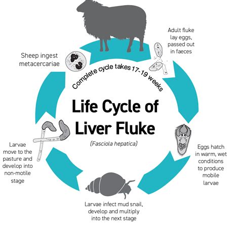 Liver Fluke In Sheep Norbrook Laboratories