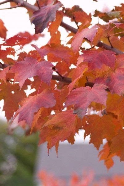 Scarlet Jewell™ Maple Trees Today Nursery Fast Growing Trees Best Shade Trees Trees And Shrubs