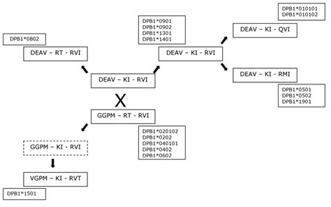 Evolutionary Relationship Of Extended Hla Dpb1 Polymorphism Download