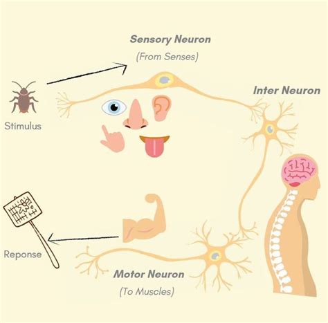 Sensory Motor And Interneurons