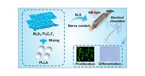 Photoelectric Bi2s3 Nanoparticle Ti3c2tx Nanosheet Heterojunction For Promotion Of Nerve Cell