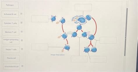 Solved This Figure Illustrates The Activation Of B And T
