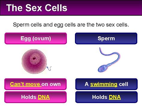 The Reproductive System Part 1 Puberty Question Box