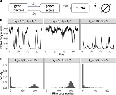 A Two State Stochastic Model Of The Expression Levels Of One Gene A A