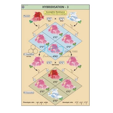 Hybridisation Chart India Hybridisation Chart Manufacturer India And Hybridisation Chart