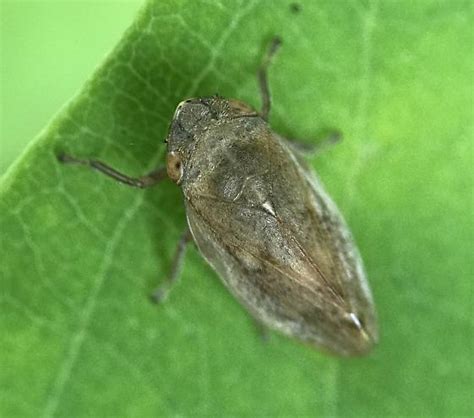 Philaenus Spumarius Bugguide Net