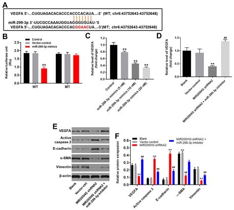 Lncrna Mir205hg Regulates Melanomagenesis Via The Mir 299 3p Vegfa Axis