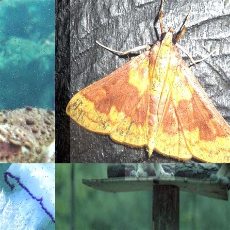 Aml Project Classification Dataset By Aml