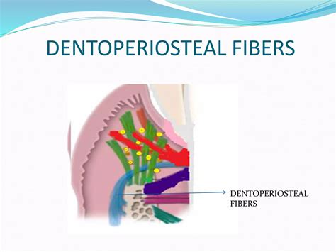 Gingival Connective Tissuepptx