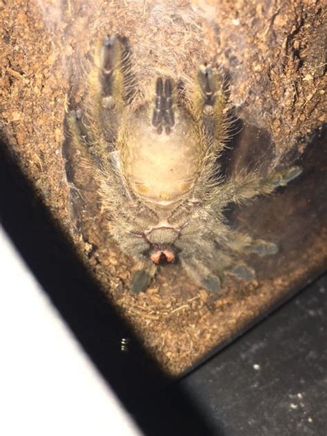 Hmac Sex Male Or Female Arachnoboards