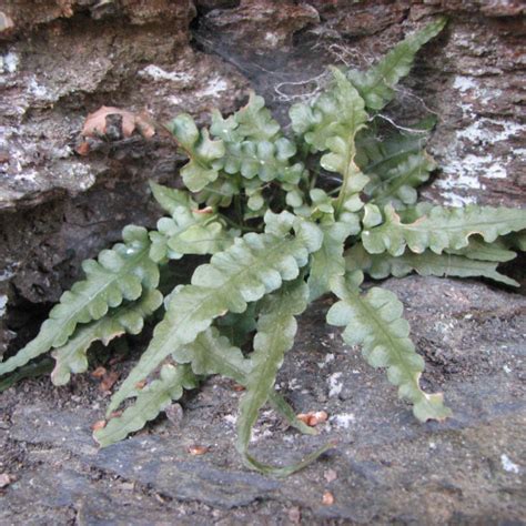Lobed Spleenwort Asplenium Pinnatifidum Plant Care And How To Grow Water