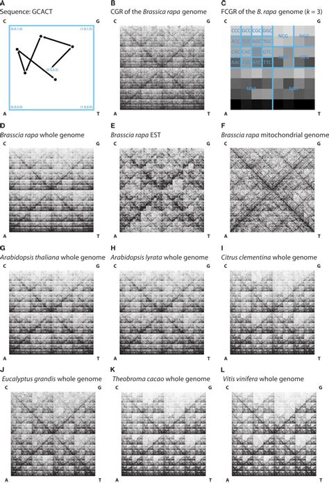 A A Chaos Game Representation Cgr Image Is Generated By Drawing A